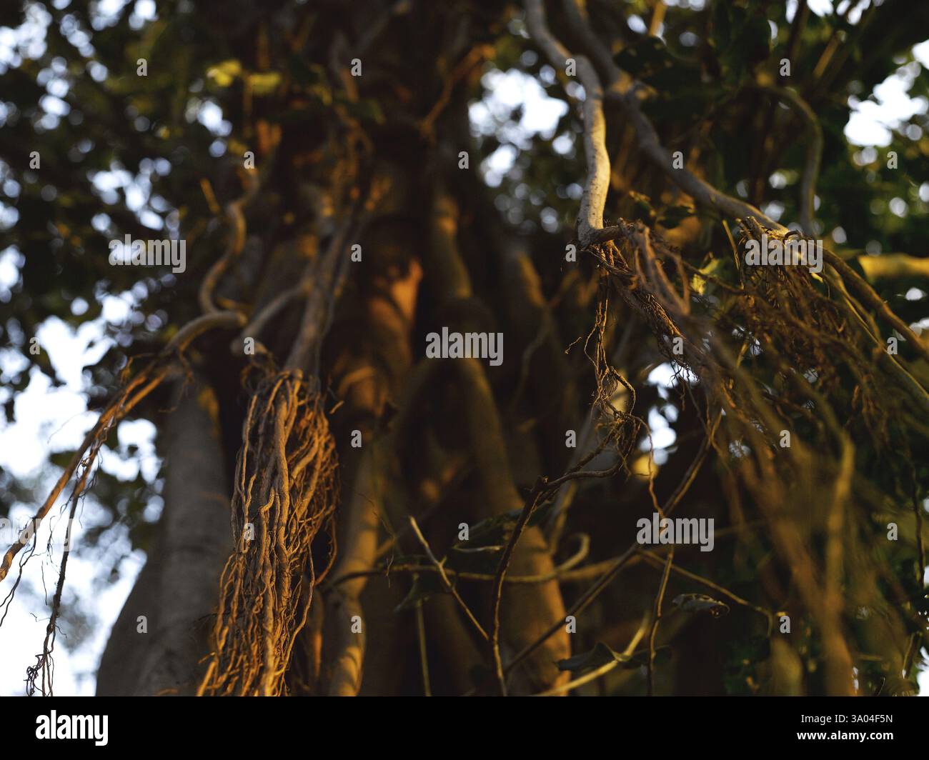 Roots of neem tree Stock Photo - Alamy