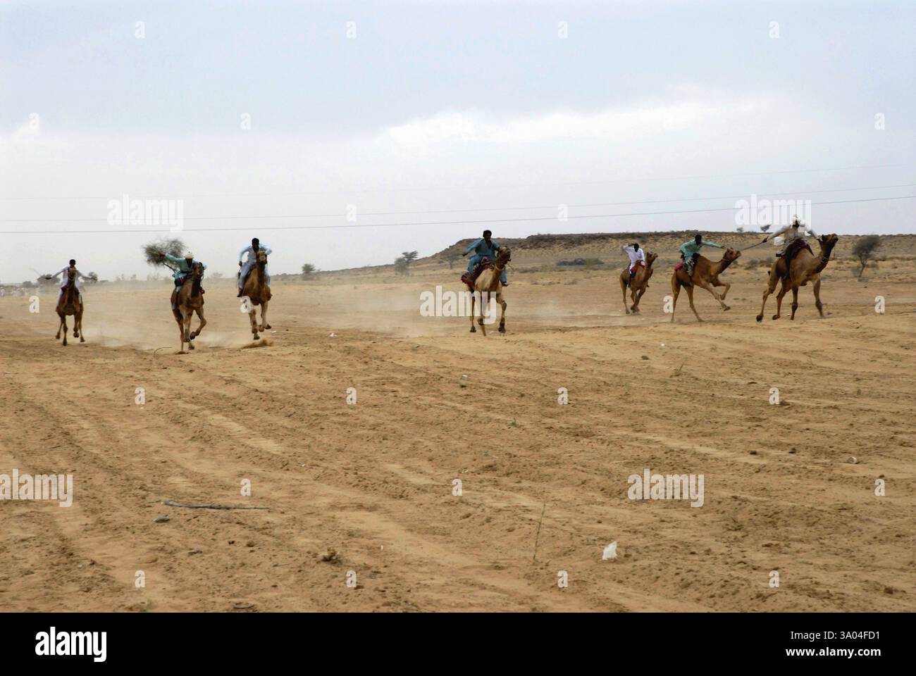 Camels race at Dendasar stadium in desert festival, Jaisalmer ...