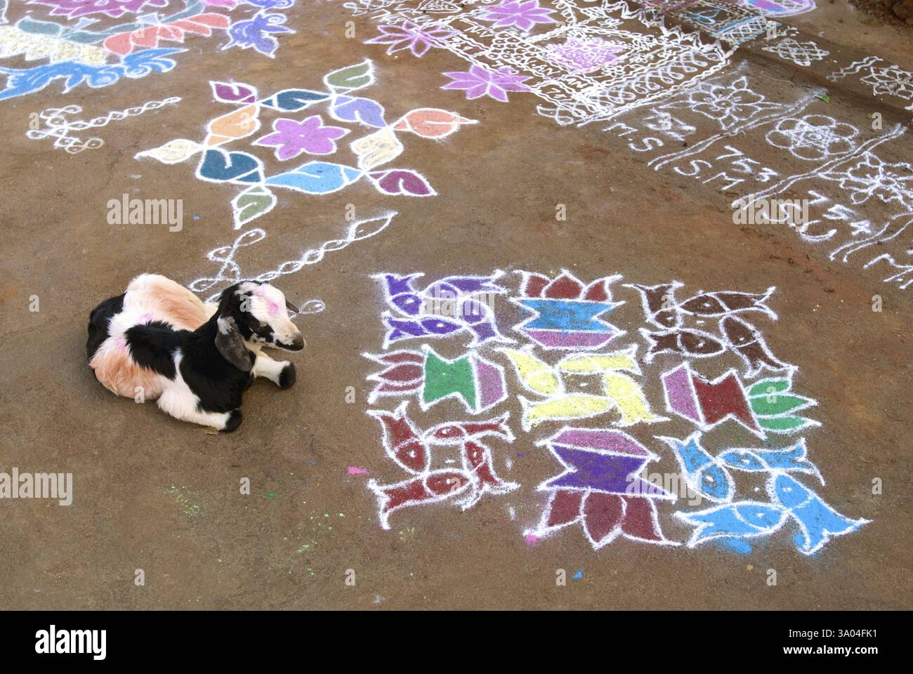 Kolam or rangoli during Pongal festival in Tamil Nadu, India, Asia ...
