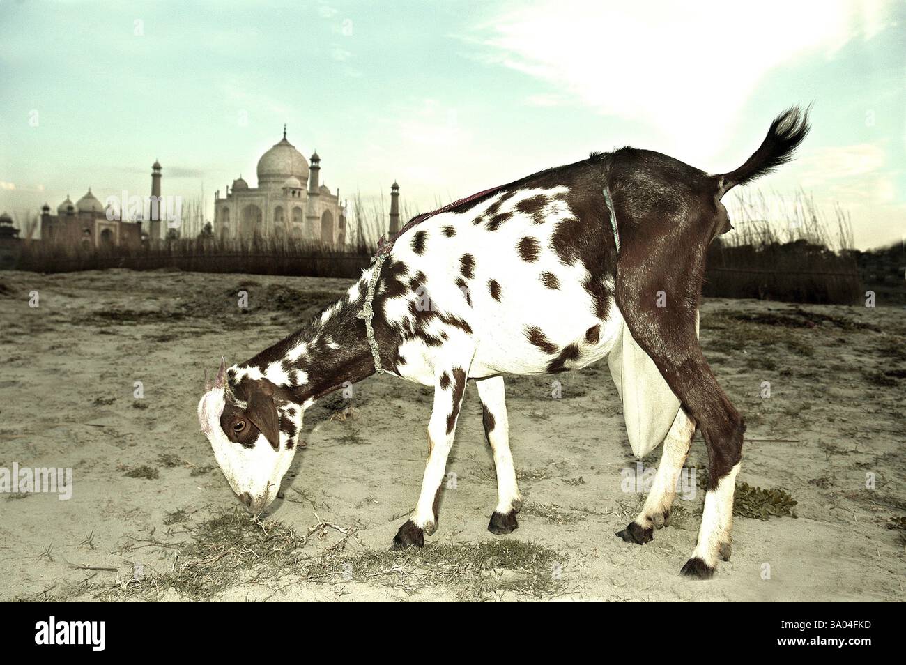 White brown spotted goat sunset banks river Yamuna flowing Taj Mahal ...