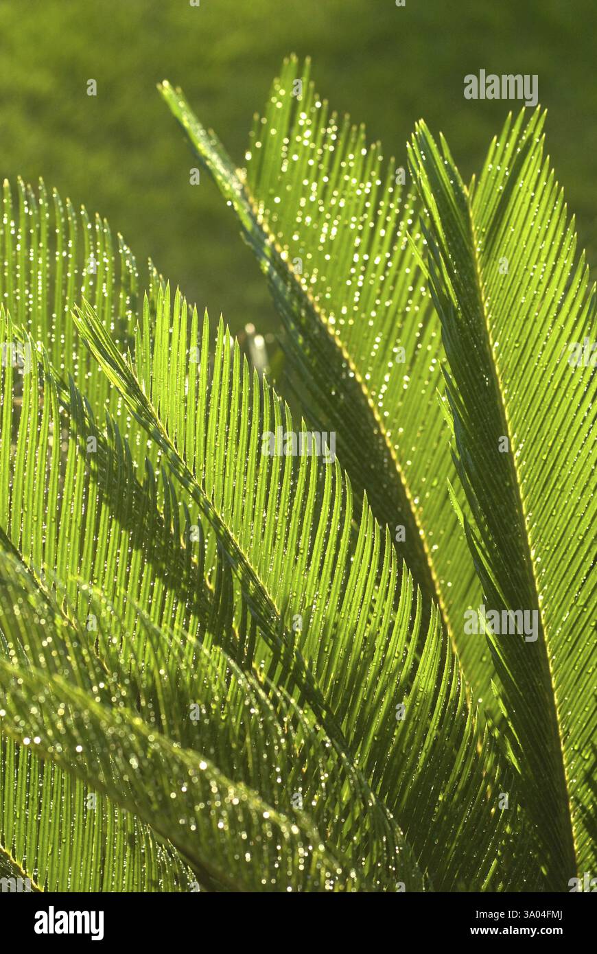 Cycas circinalis cycadaceae fern palm sago palm Stock Photo - Alamy
