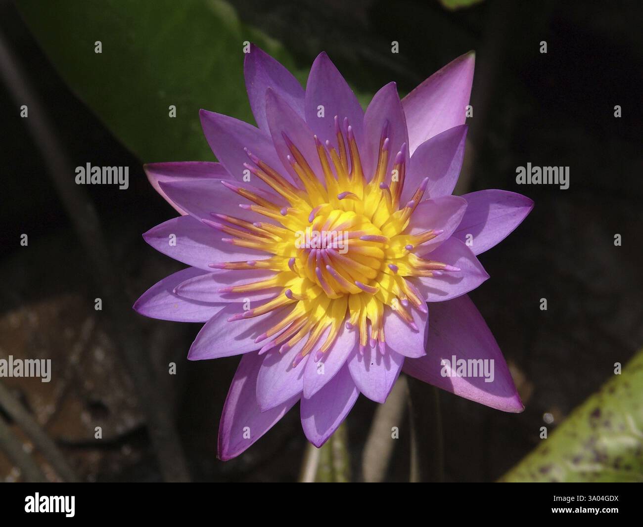 American lotus bloom hi-res stock photography and images - Alamy