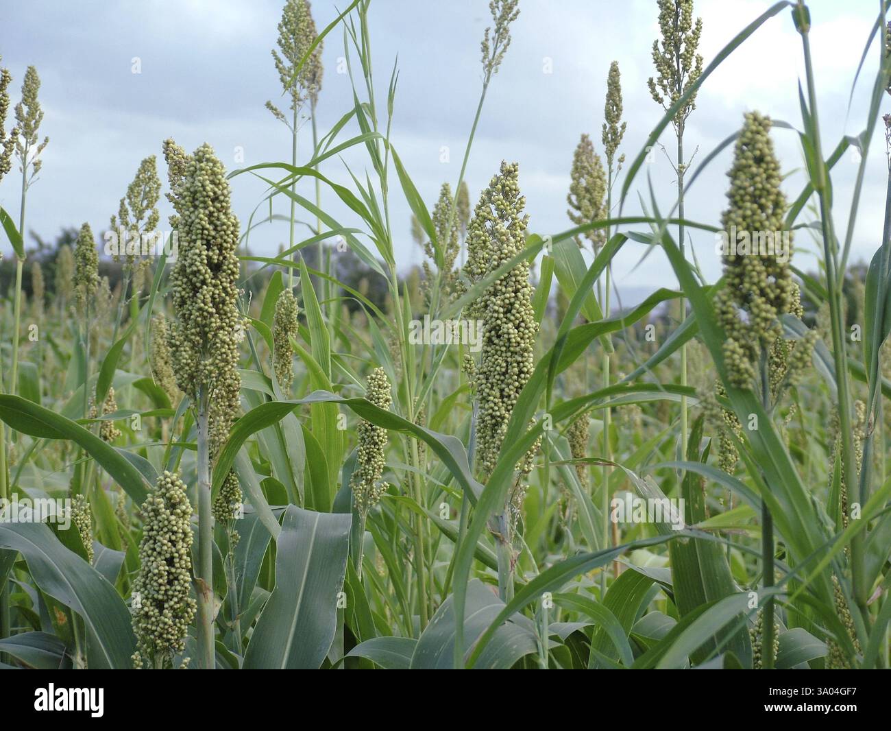 Field of Food Grain, Jawar Sorghum Stock Photo - Alamy