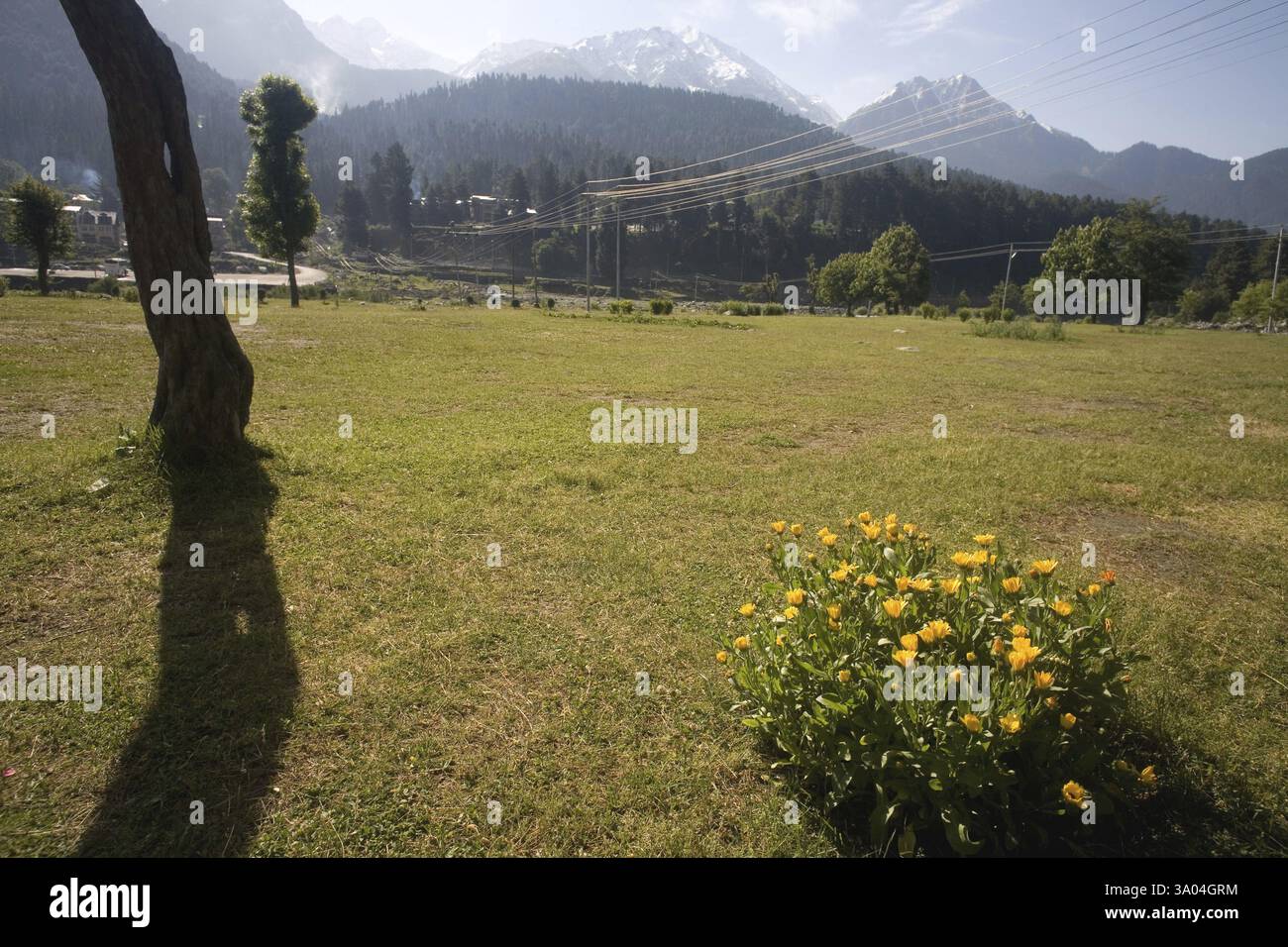 Himalayan flower, Pahalgam, Jammu and Kashmir, India, Asia Stock Photo ...