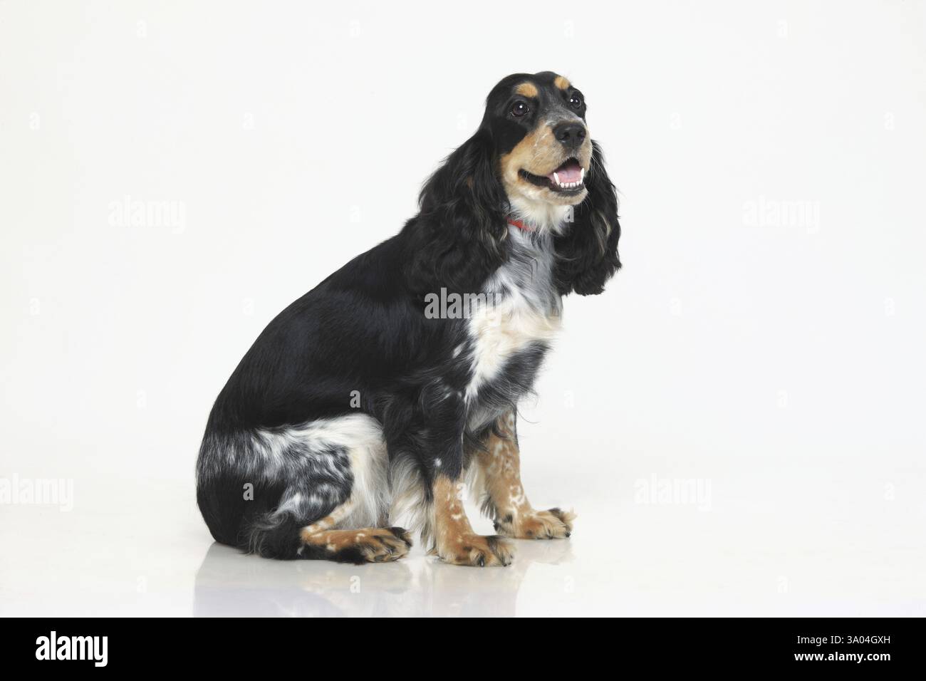 With attention Black cocker spaniel female, bard hunter, India, Asia ...