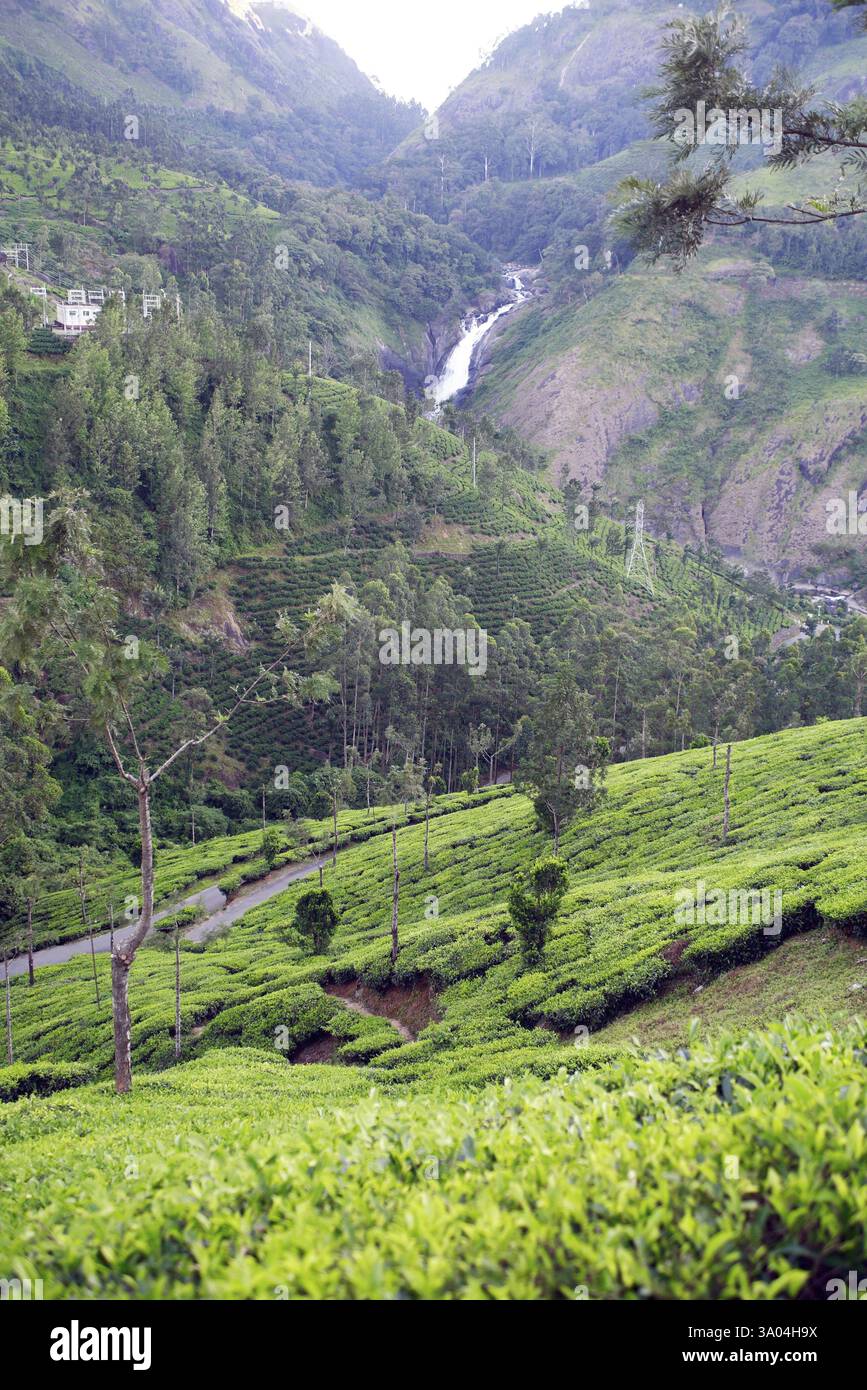 Tea farm, Munnar, Kerala, India, Asia Stock Photo - Alamy