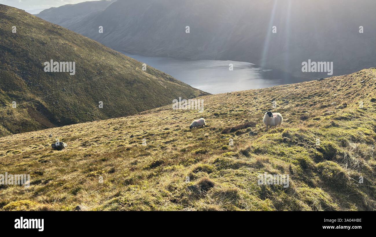 Scottish wild sheep in Glen Turret with Loch Turret in the background ...