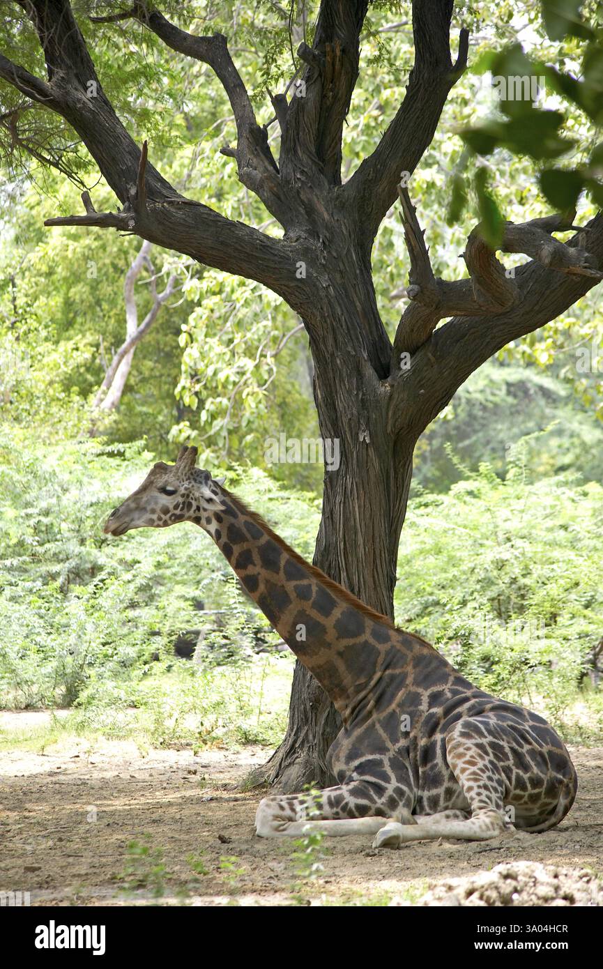 Giraffe, Zoological Park, Delhi, India, Asia Stock Photo - Alamy