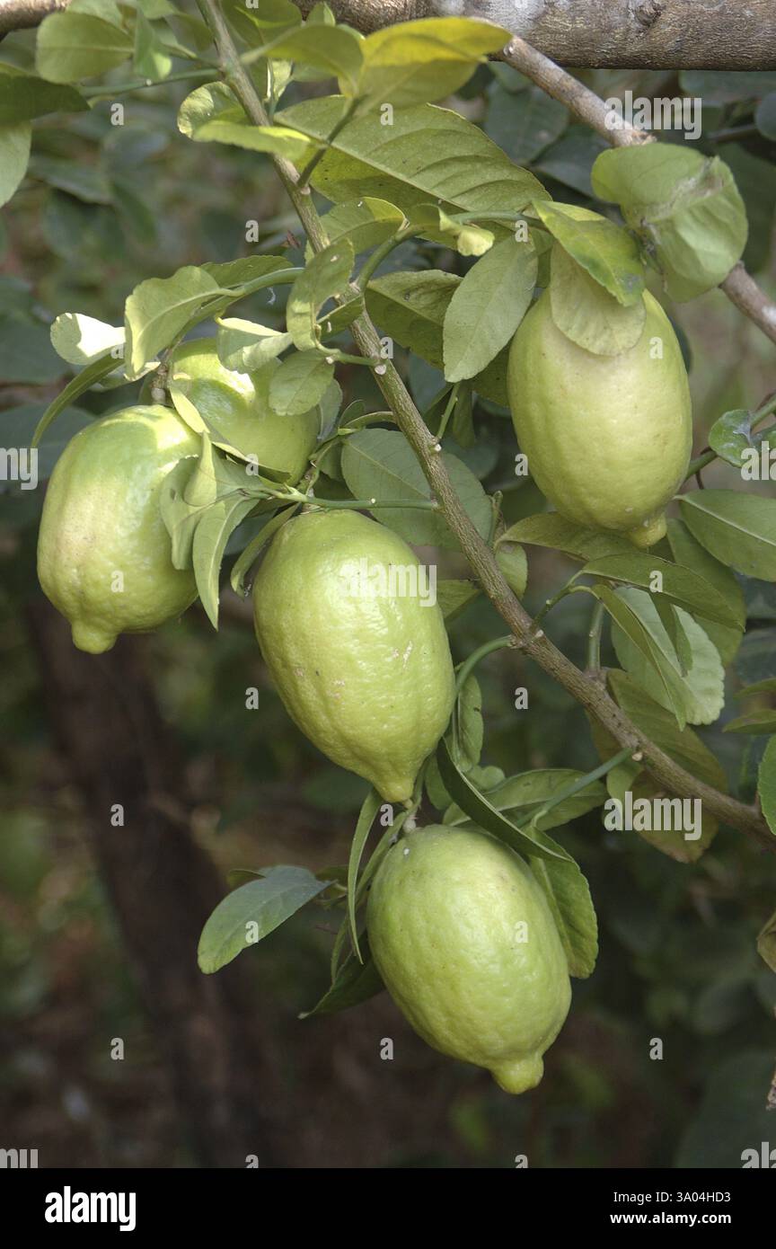 Food, Fruits Lemon Citrus limon, Family: Rutaceae Citrus Fruit, Oval ...