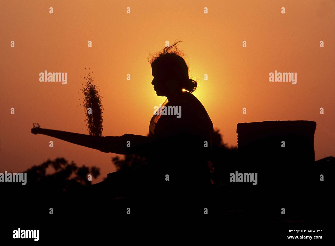 Lady rice winnowing, Tamil Nadu, India NOMR Stock Photo - Alamy