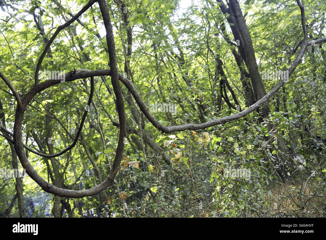 Tree trunk in sanjay gandhi national park, Borivali, Bombay Mumbai ...