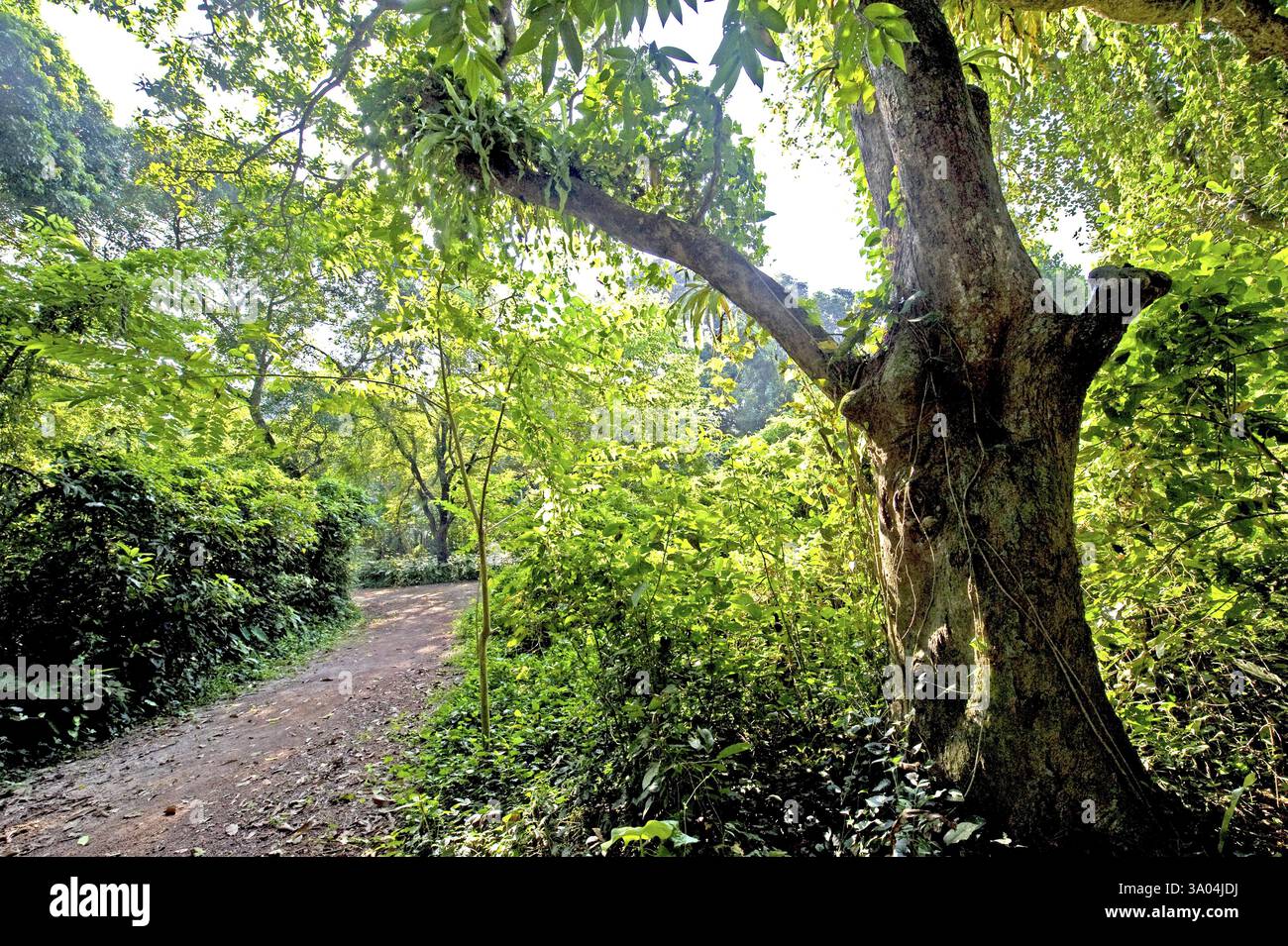Mango tree forest mangifera indica with parasites, Calcutta, West ...