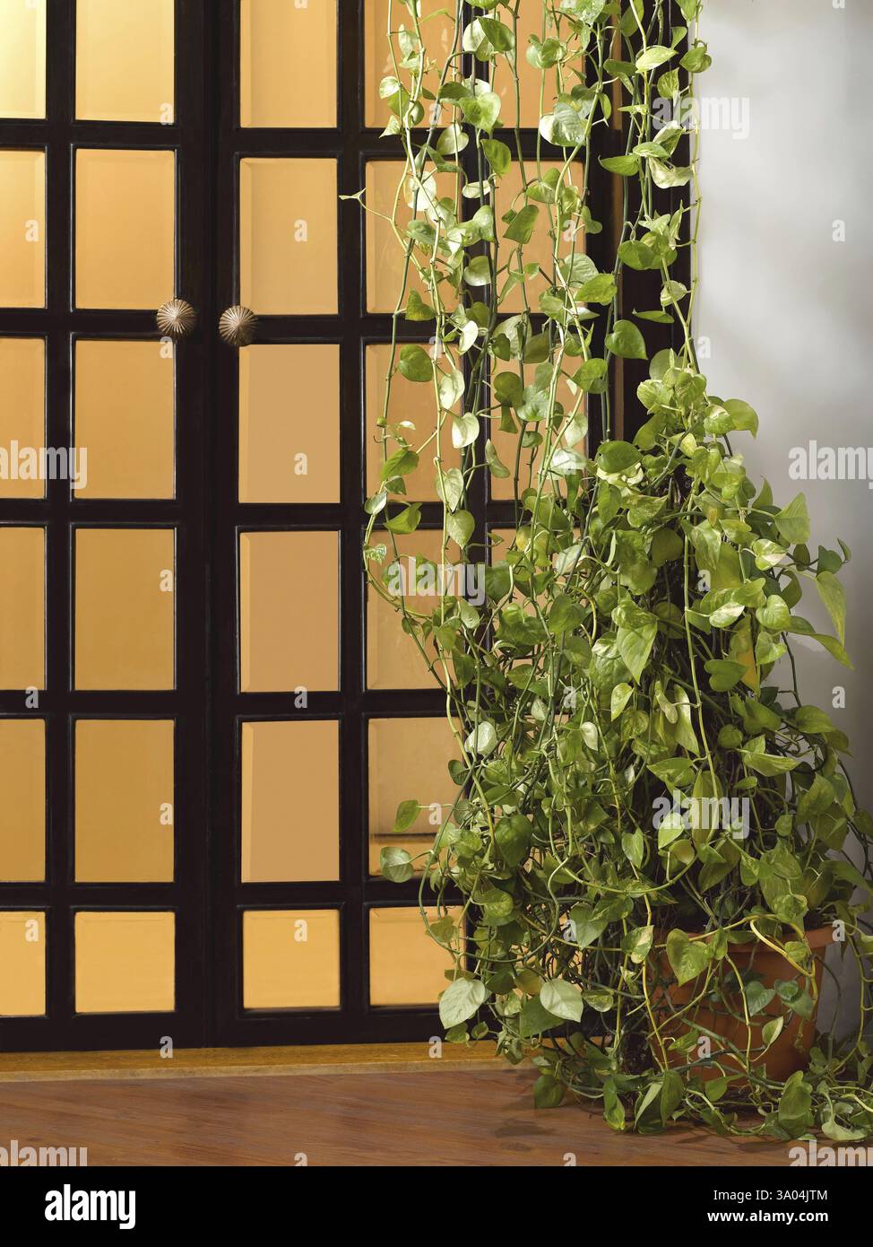Money plant in front of window Stock Photo - Alamy