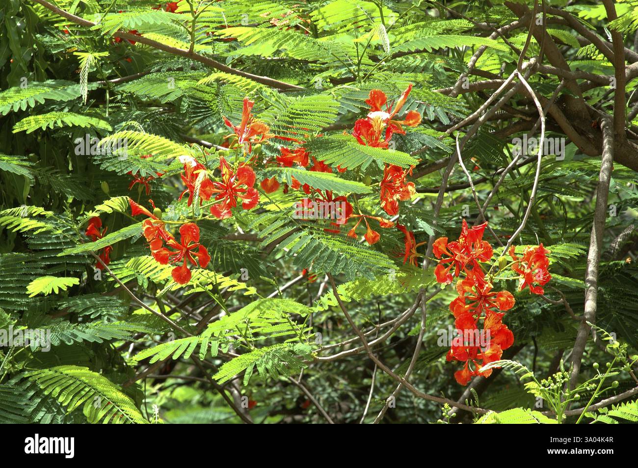 First red flowers of spring season on Gulmohar tree (delonix regia ...