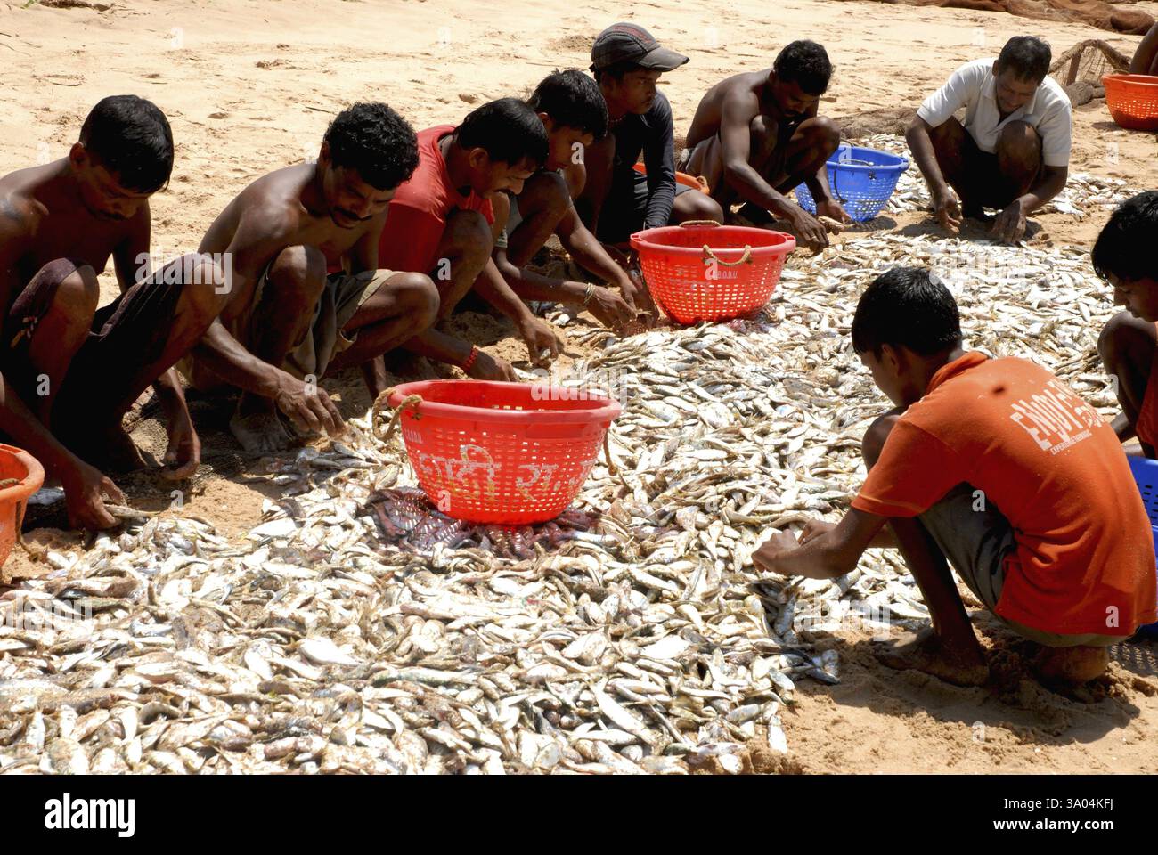 Sorting of fishes by fishermen on Kunkeshwar beach, Devgarh, Konkan ...