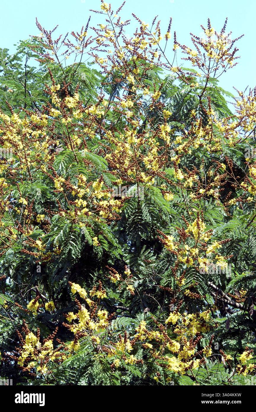 Flowering Gulmohar tree with yellow flowers, Madhavgad, Madhya Pradesh ...