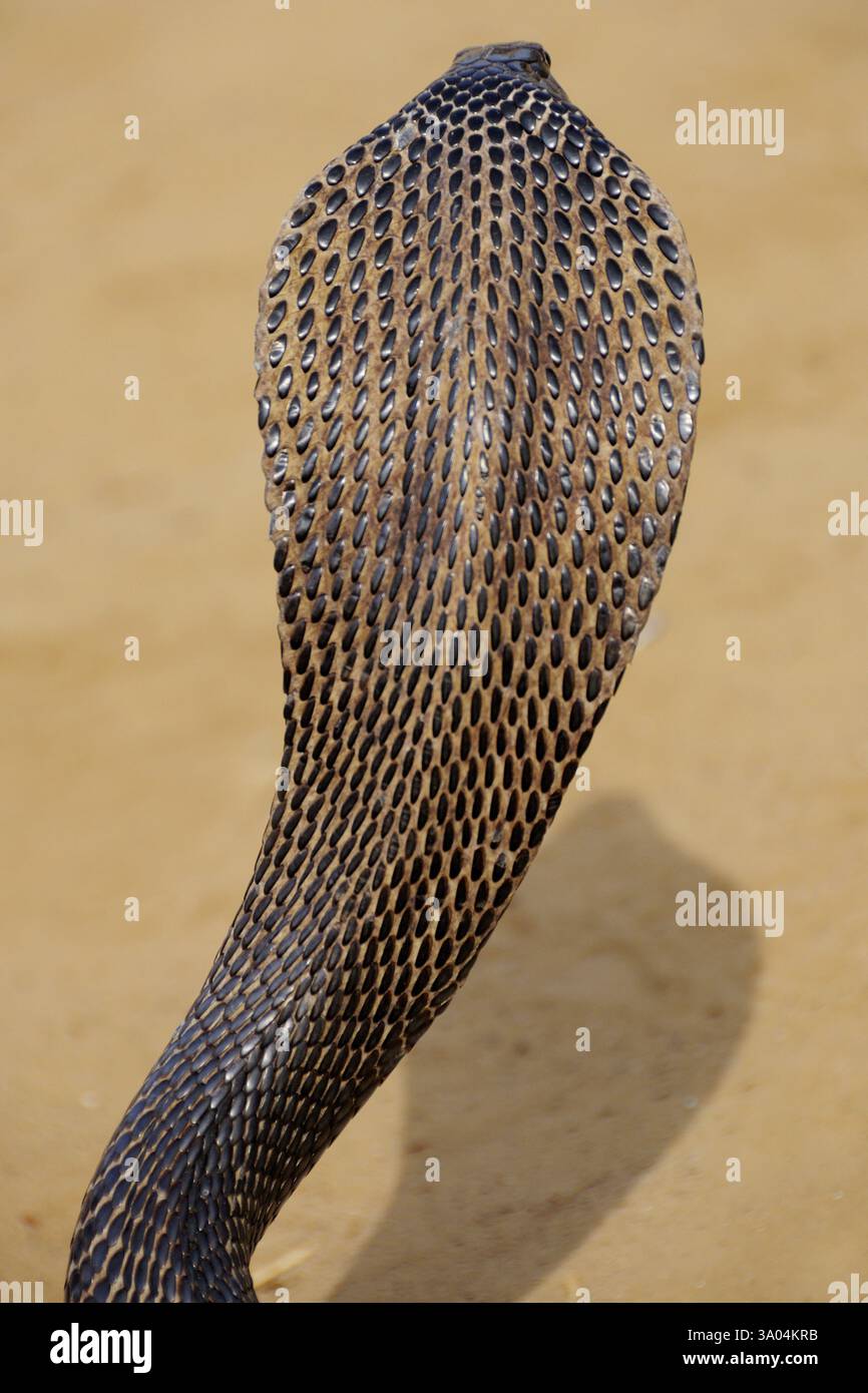 Cobra snake in aggressive position, Rajasthan, India, Asia Stock Photo ...