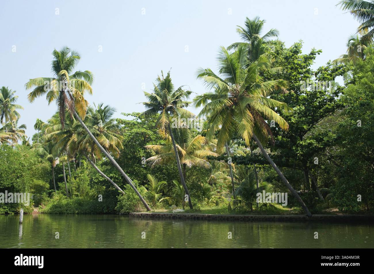 Palm tree at backwater, Kerala, India, Asia Stock Photo - Alamy
