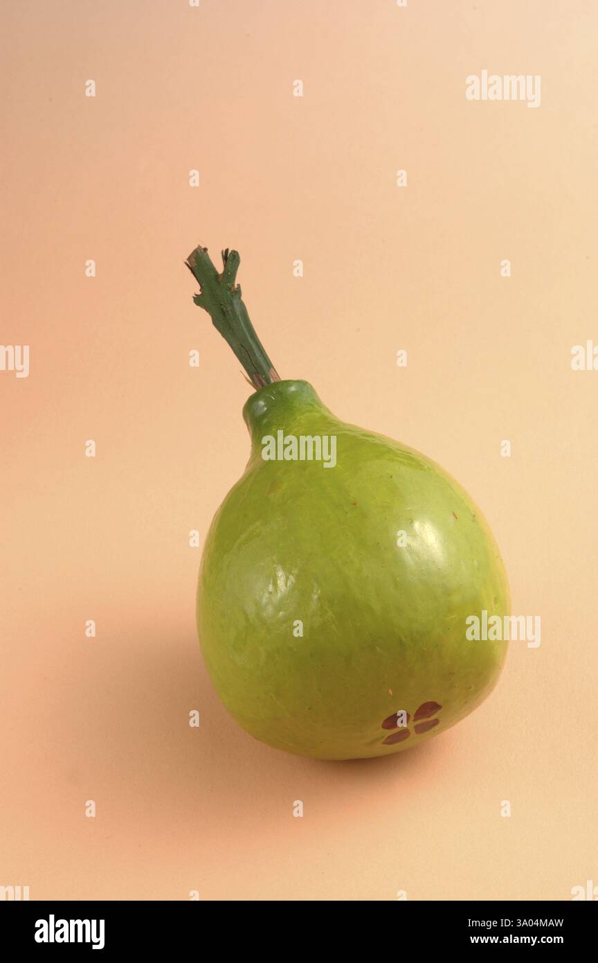 Fruit, English Name Guava Botanical name Psidium guajava L., Art of ...
