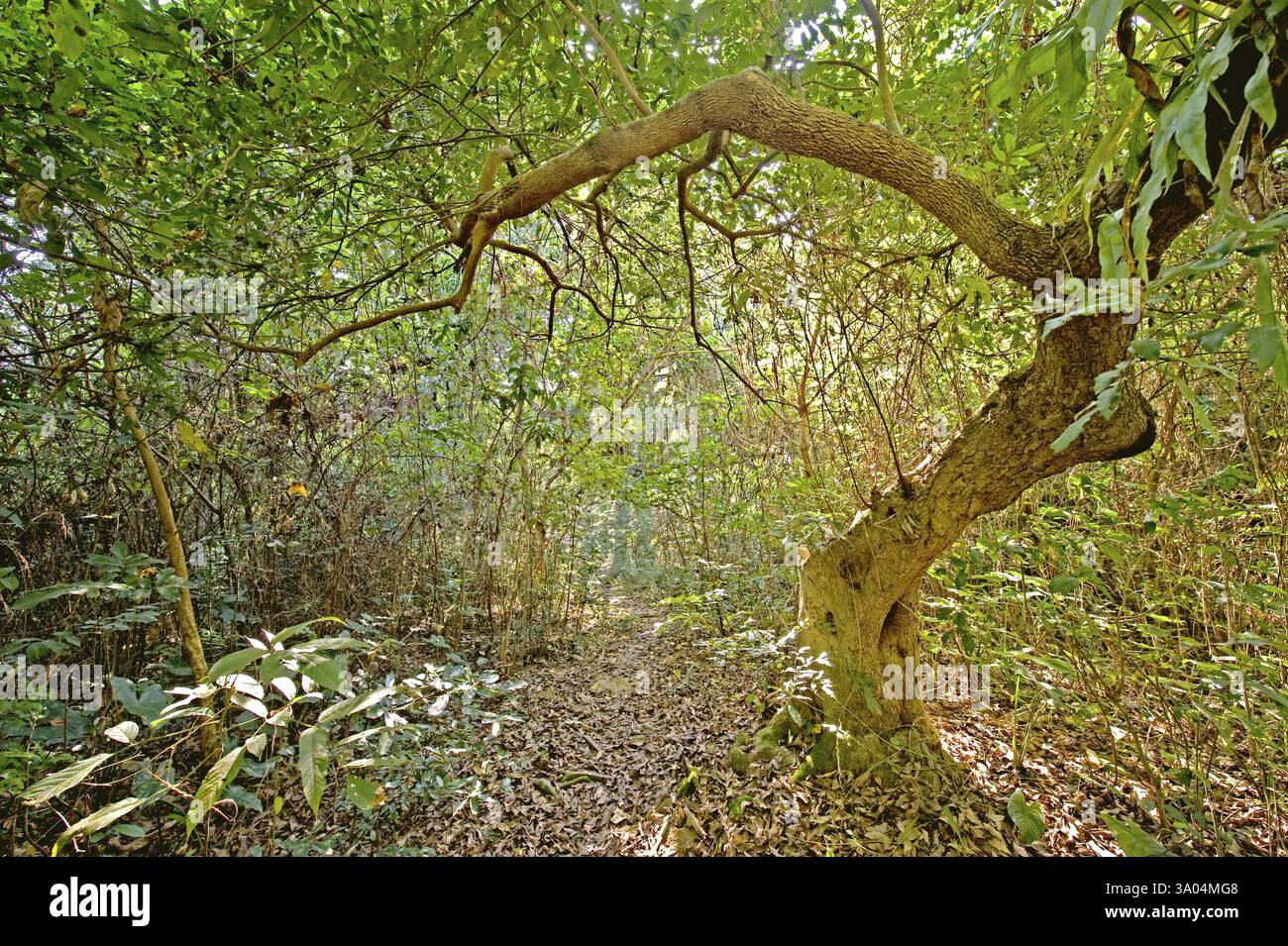 Mango tree forest mangifera indica, Calcutta, West Bengal, India, Asia ...