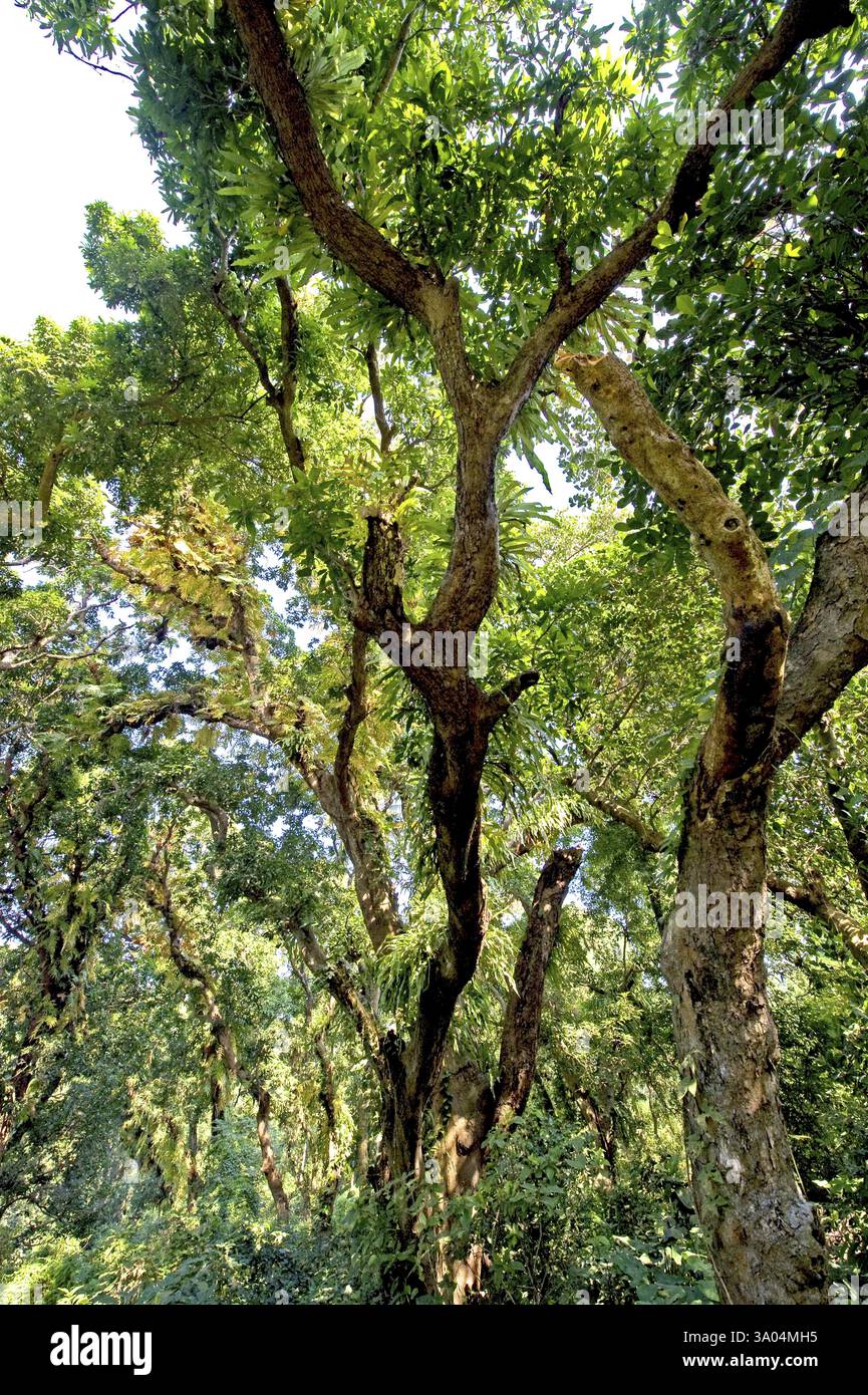 Tropical evergreen forests hi-res stock photography and images - Alamy