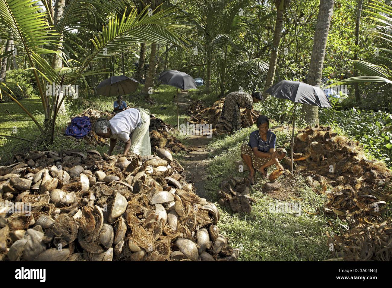 Keralite women removing coconut husk from coconut for making coir ropes ...
