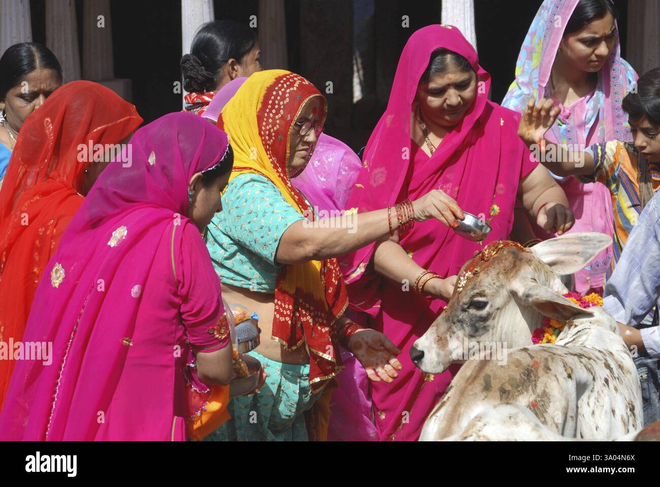 Women performing cow worship on occasion of bachcha baaras, Jodhpur ...
