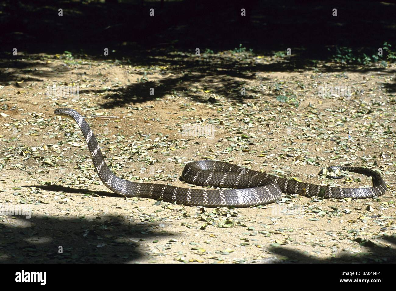 Snake king cobra ophiophagus hi-res stock photography and images - Alamy