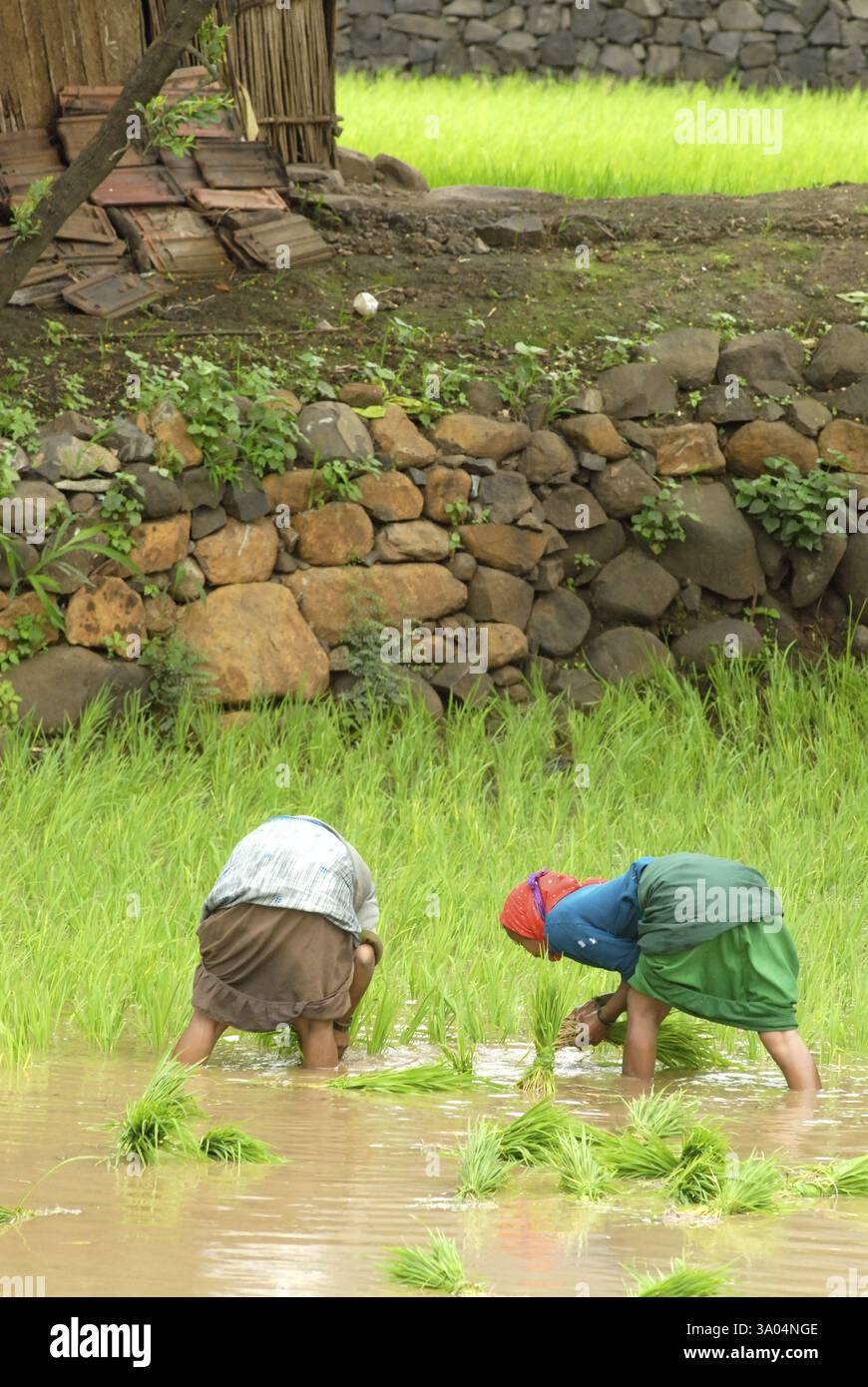 Women sowing rice crop in paddy field, Madh, Malshej Ghat, Maharashtra ...