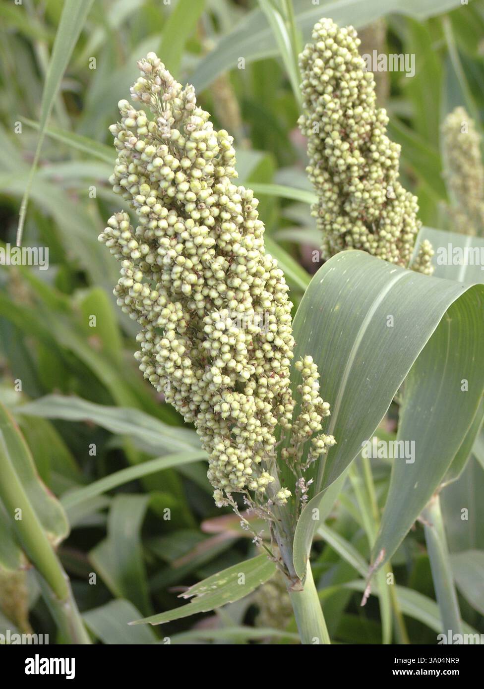 Field of Food Grain, Jawar Sorghum Stock Photo - Alamy