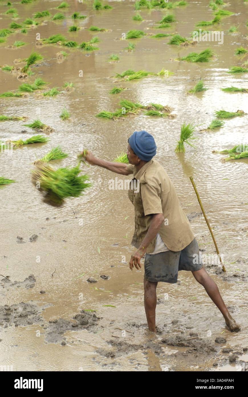 Farmer throwing rice crop in paddy field for sowing, Madh, Malshej Ghat ...