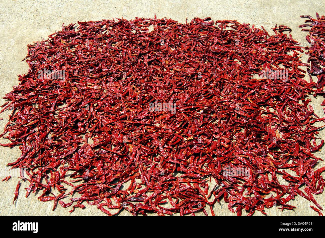 Hot chili pods drying hi-res stock photography and images - Alamy
