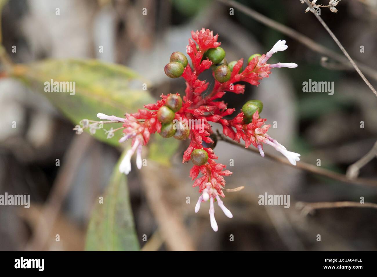 Flower and medicinal plant known sarpagandha rauvolfia serpentina Stock ...