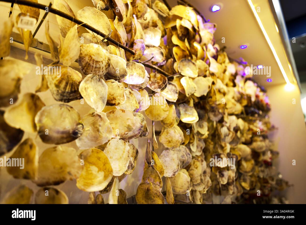 Decorative Seashell Wall Display at Antalya Aquarium Stock Photo - Alamy