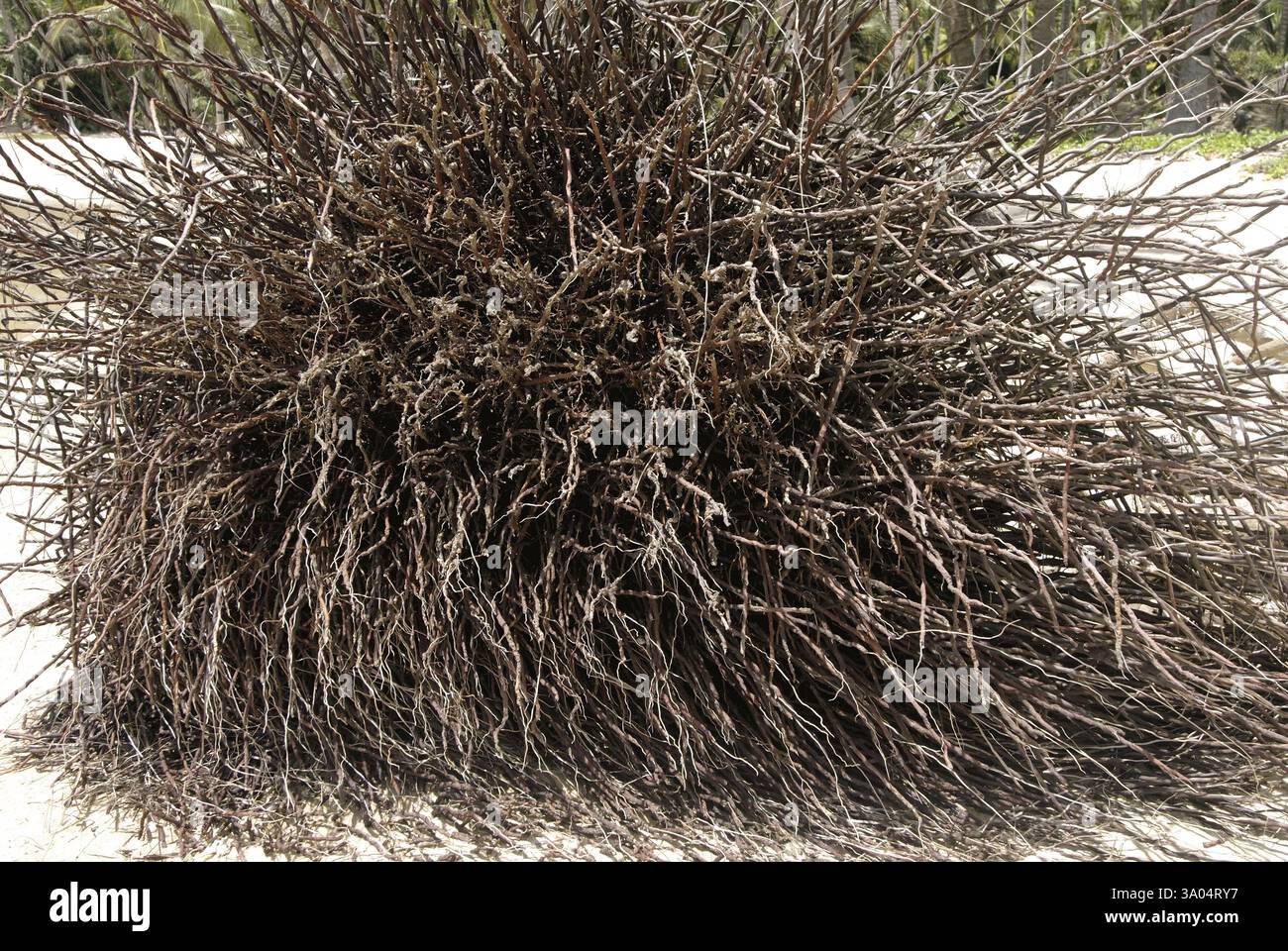 Roots of tree, Andaman and Nicobar Islands, India November 2008 Stock ...