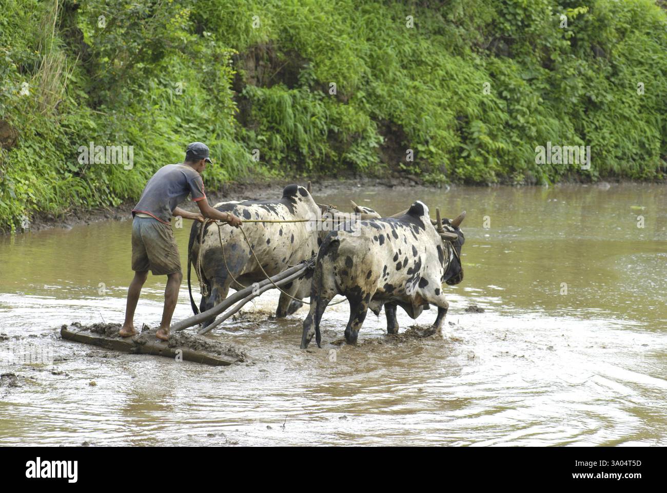 Man working in paddy field at madh near malshej ghat, Maharashtra ...