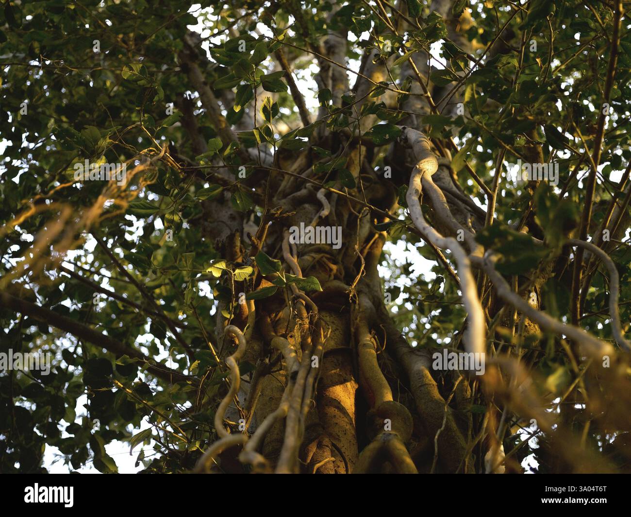 Roots of neem tree Stock Photo - Alamy
