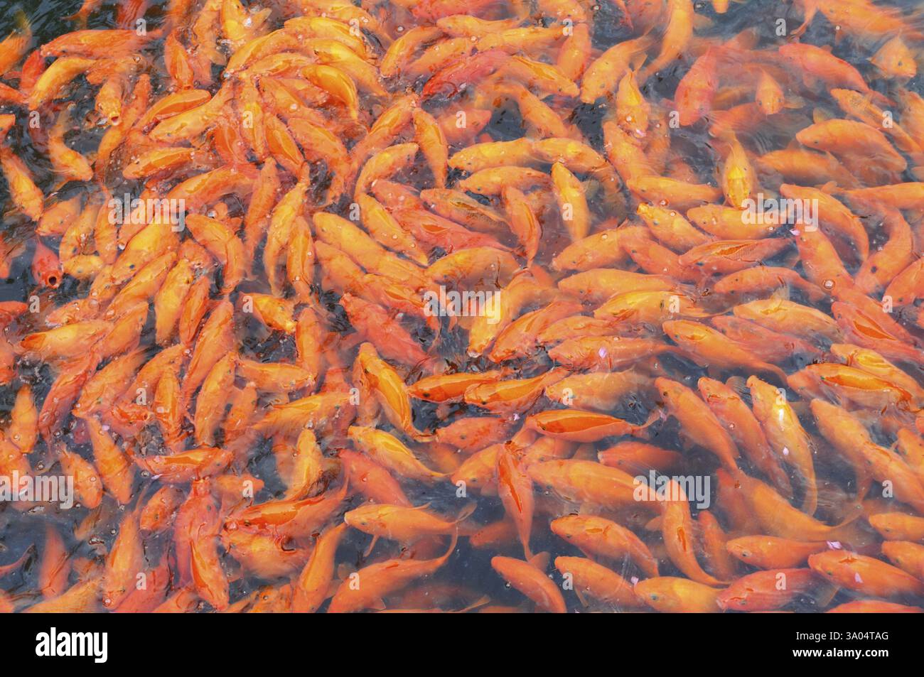 Pond full of goldfish in Dong-Yang palace, China, Asia Stock Photo - Alamy