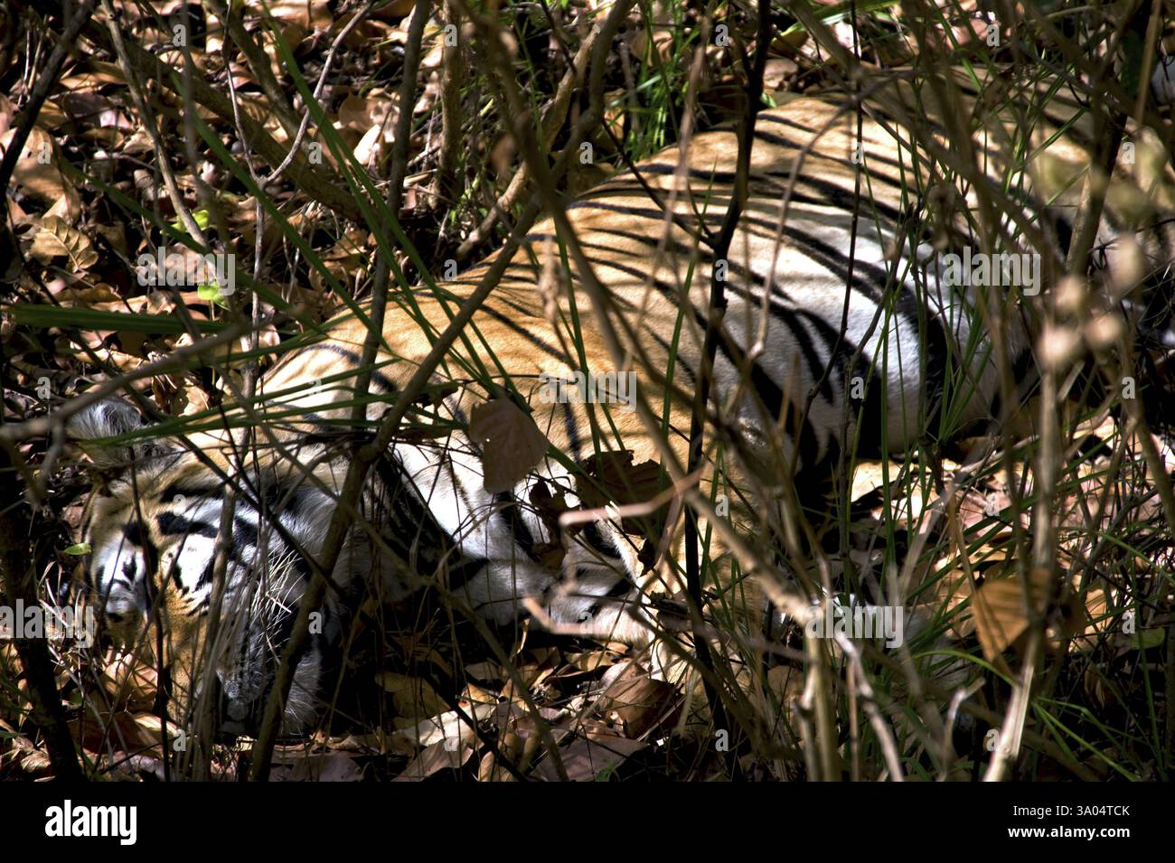 Tiger panthera tigris sleeping inside thick bush, Kanha wildlife ...