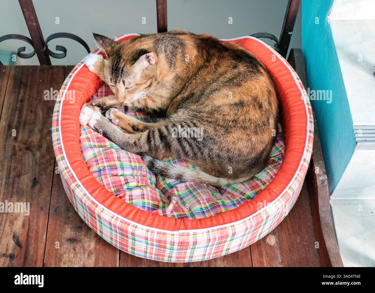 Orange striped tabby cat sleeping curled up with comfortably on circular cat bed cushion Stock ...
