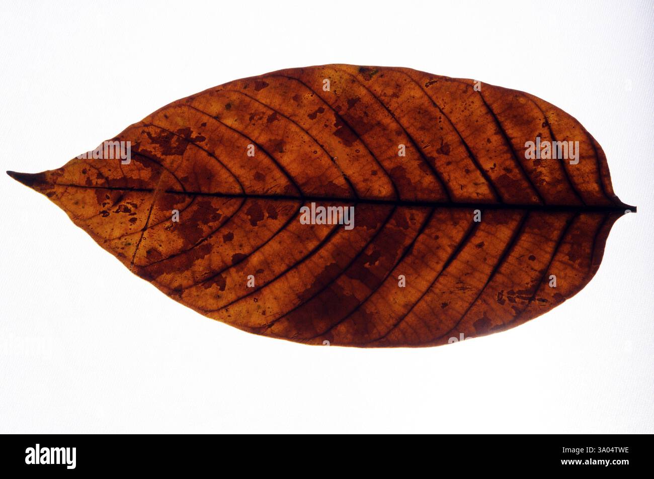 Badam leaf on white background Stock Photo - Alamy