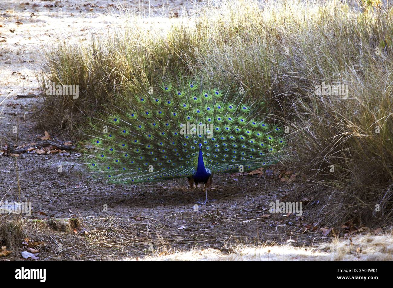 Birds, dance of Indian peacock pavo cristatus, Kanha wild life ...