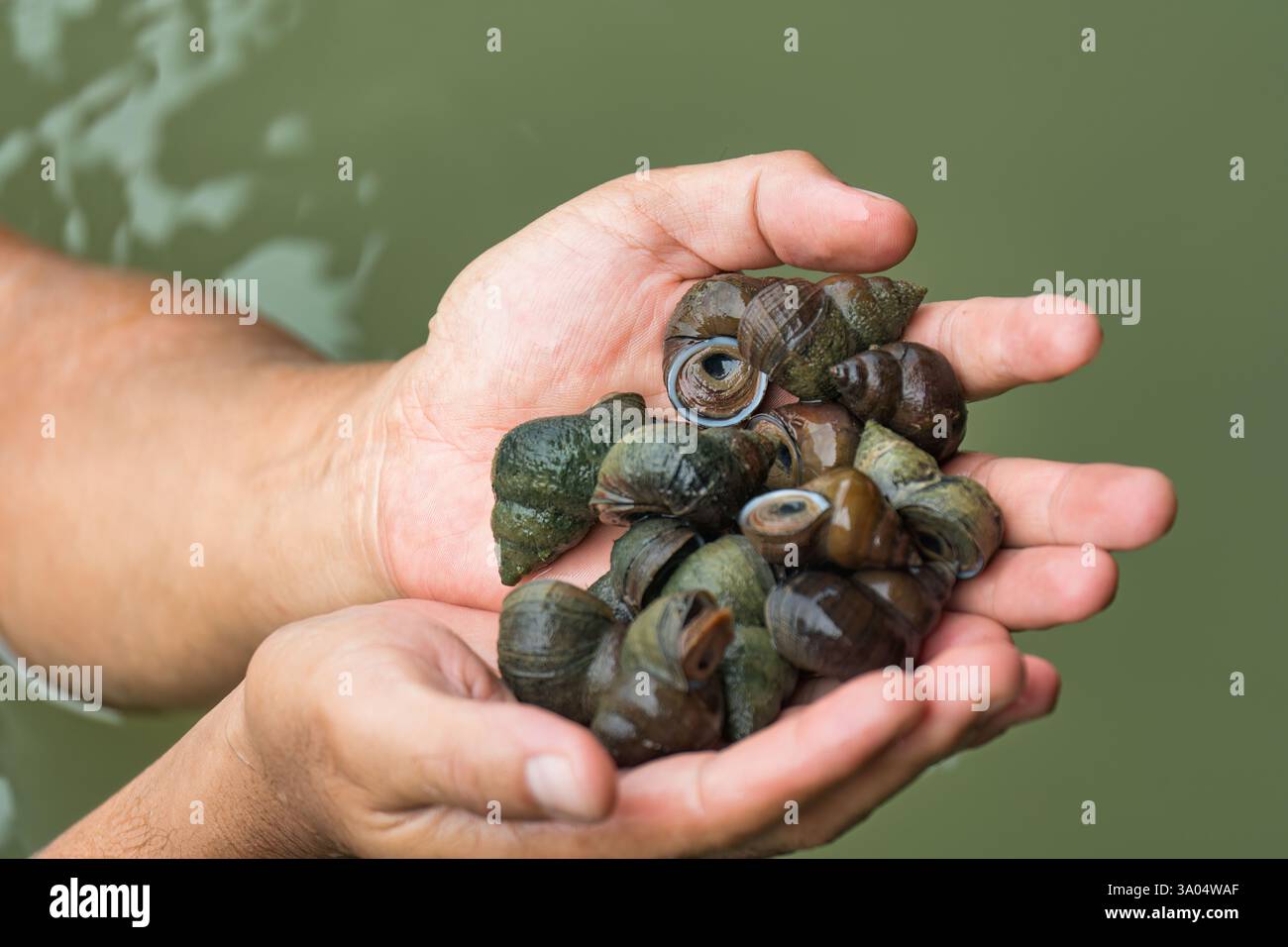 Group of Pond snail, Marsh snail, River snail on palm of hand in river ...