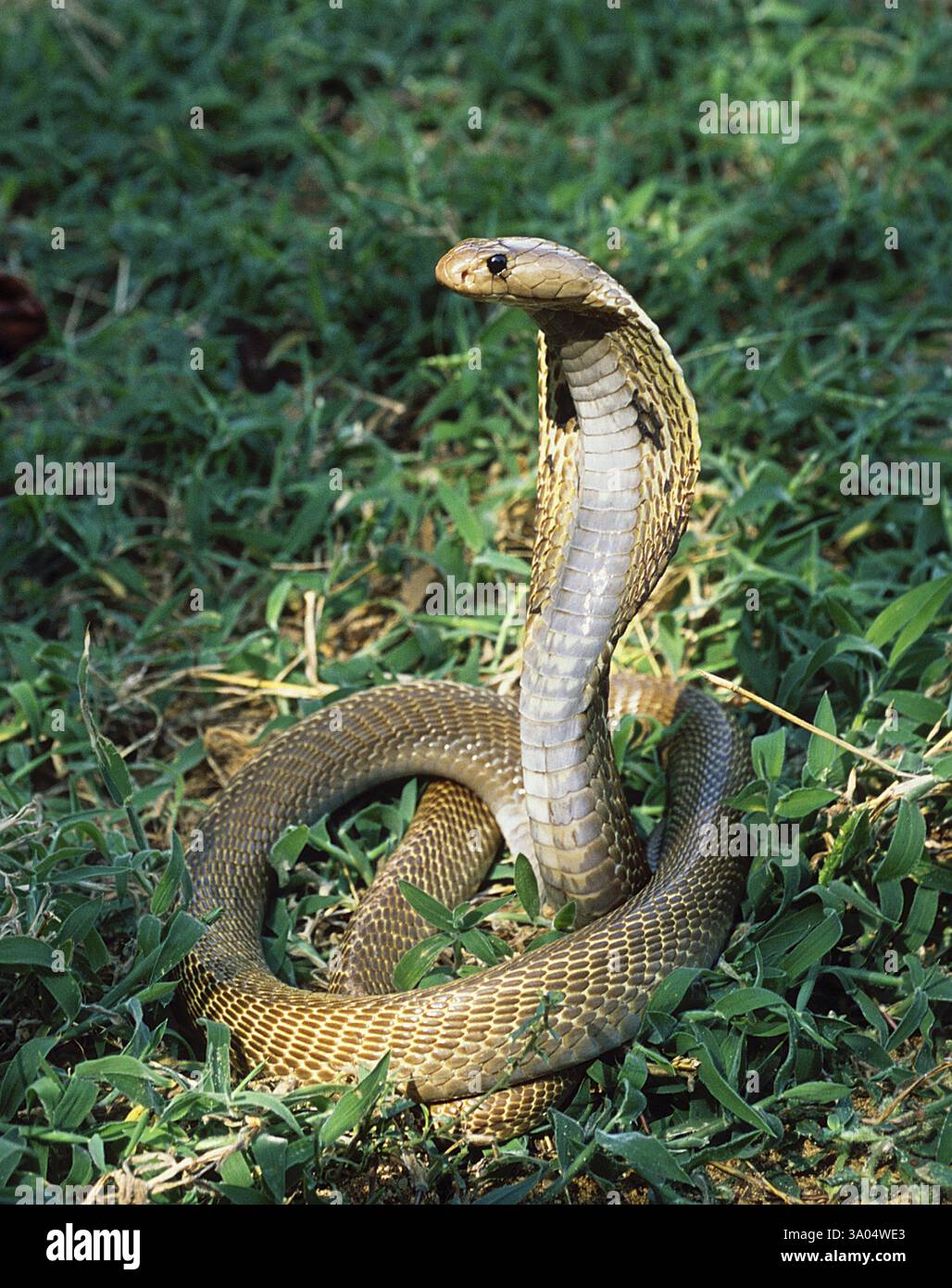 Reptiles, cobra Indian cobra naag venomous snake naja naja, Tamil Nadu ...