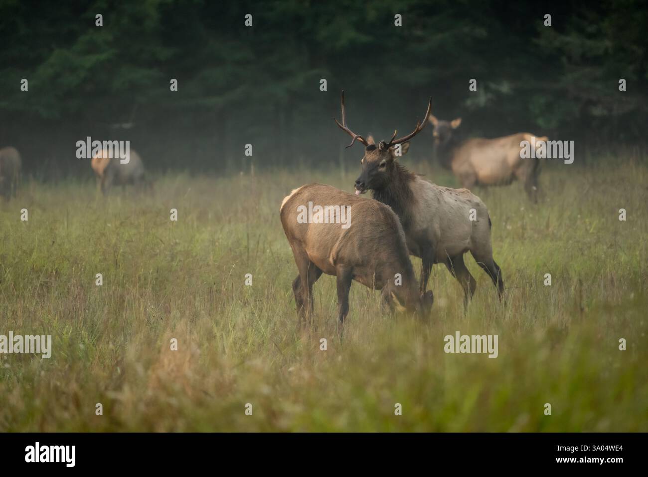 Young Bull Elk Approaches Cow To Mate in the Smokies Stock Photo - Alamy