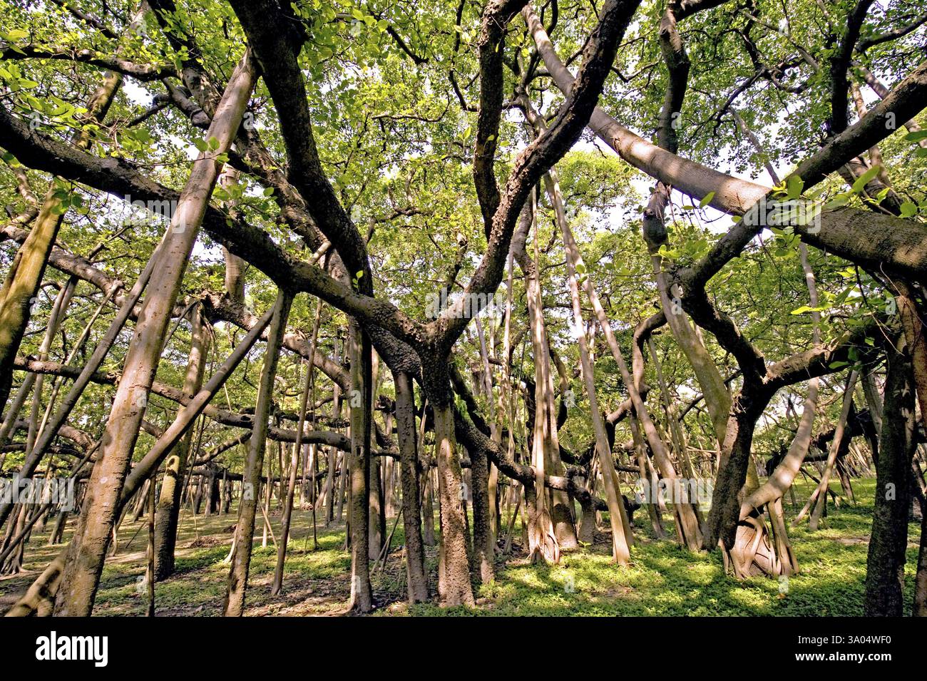 Old banyan ficus bengalensis tree at Botanical garden, Shibpur, Howrah ...
