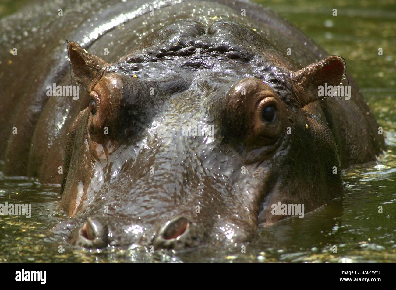 Hippo Potemus, Delhi Zoo, Delhi, India, Asia Stock Photo - Alamy