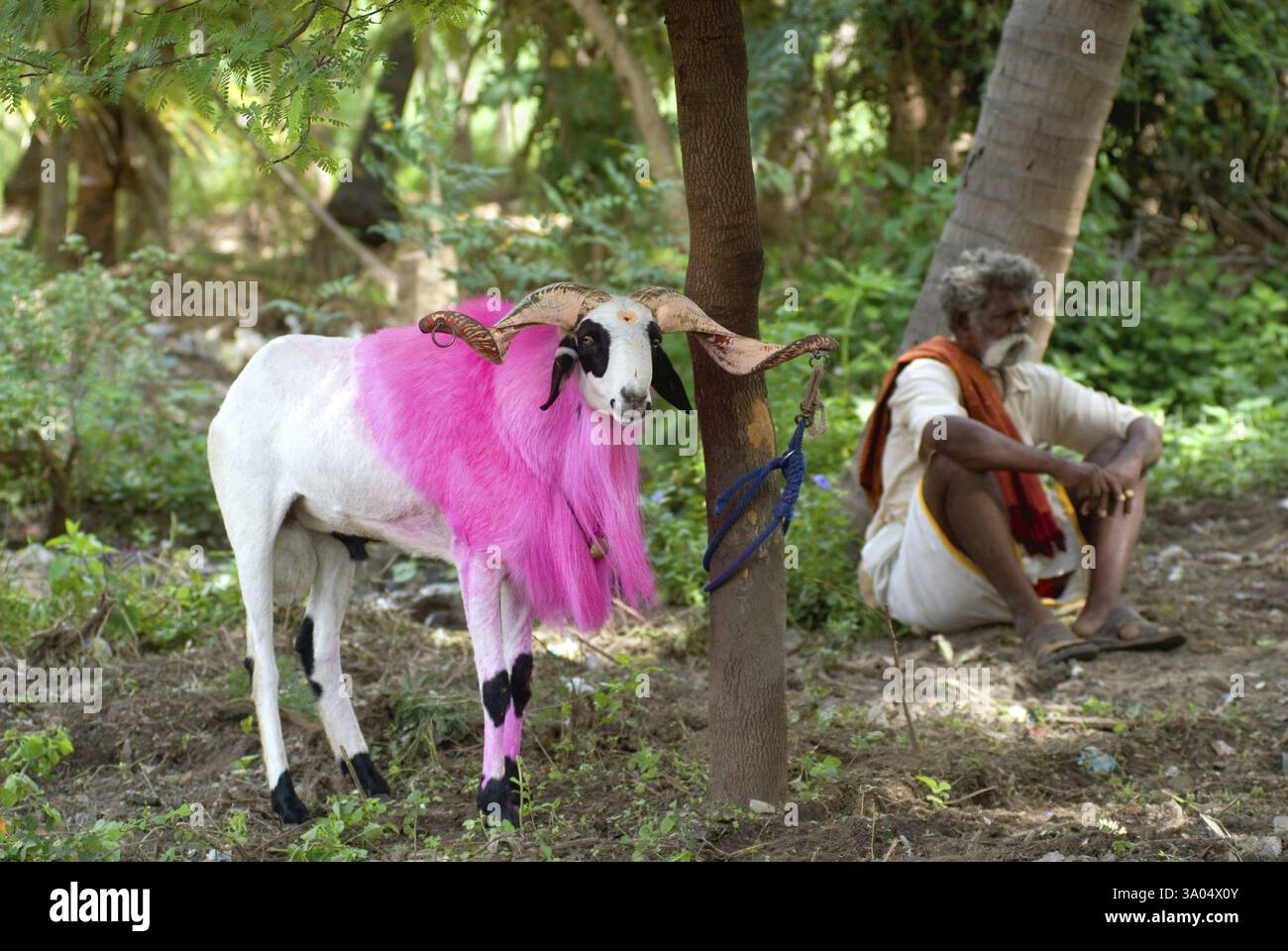 Fighting goat and owner kidaai muttu, Madurai, Tamil Nadu, India, Asia ...