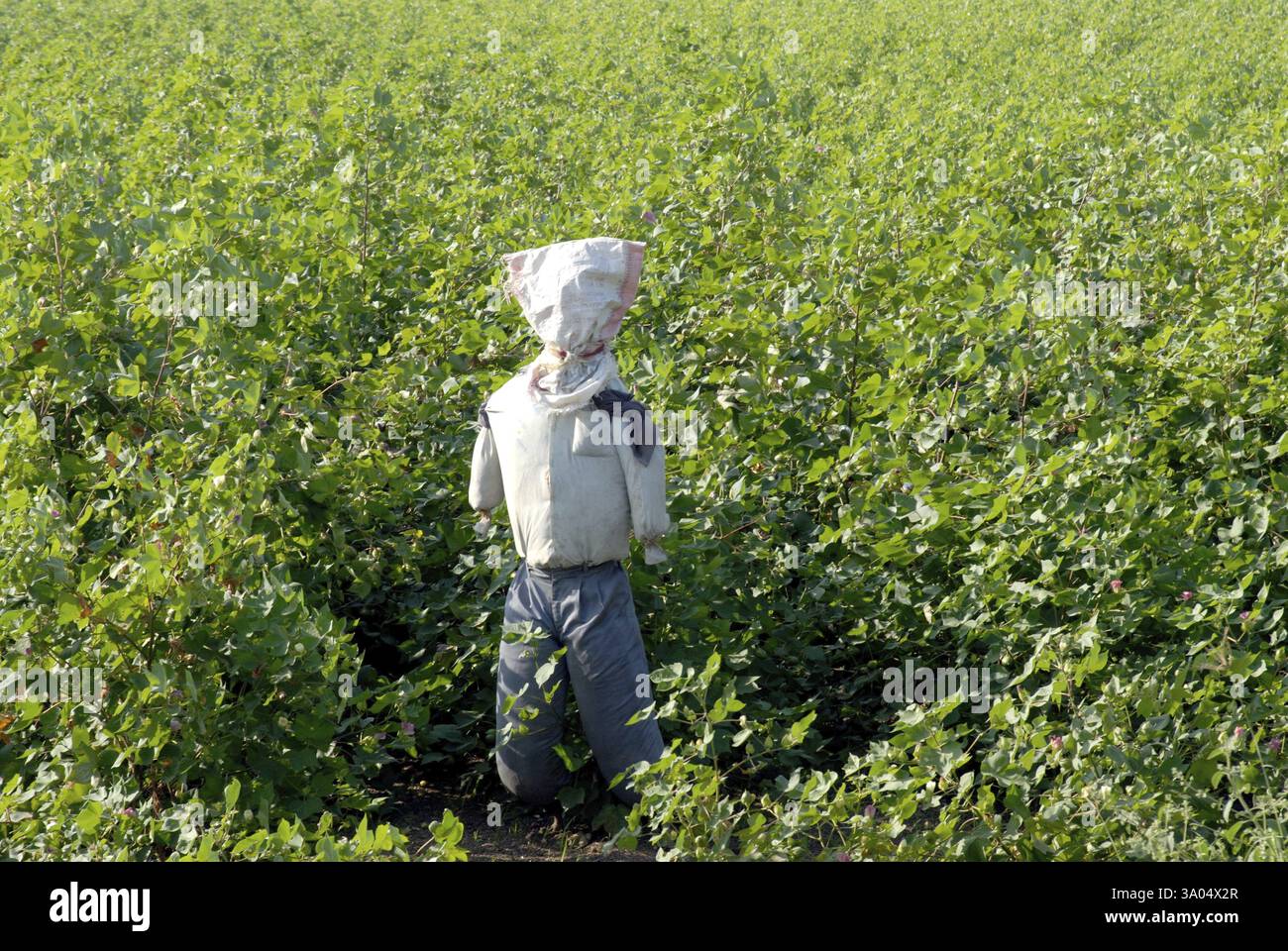 Scarecrow in cotton plant field, Amreli, Gujarat, India, Asia Stock ...