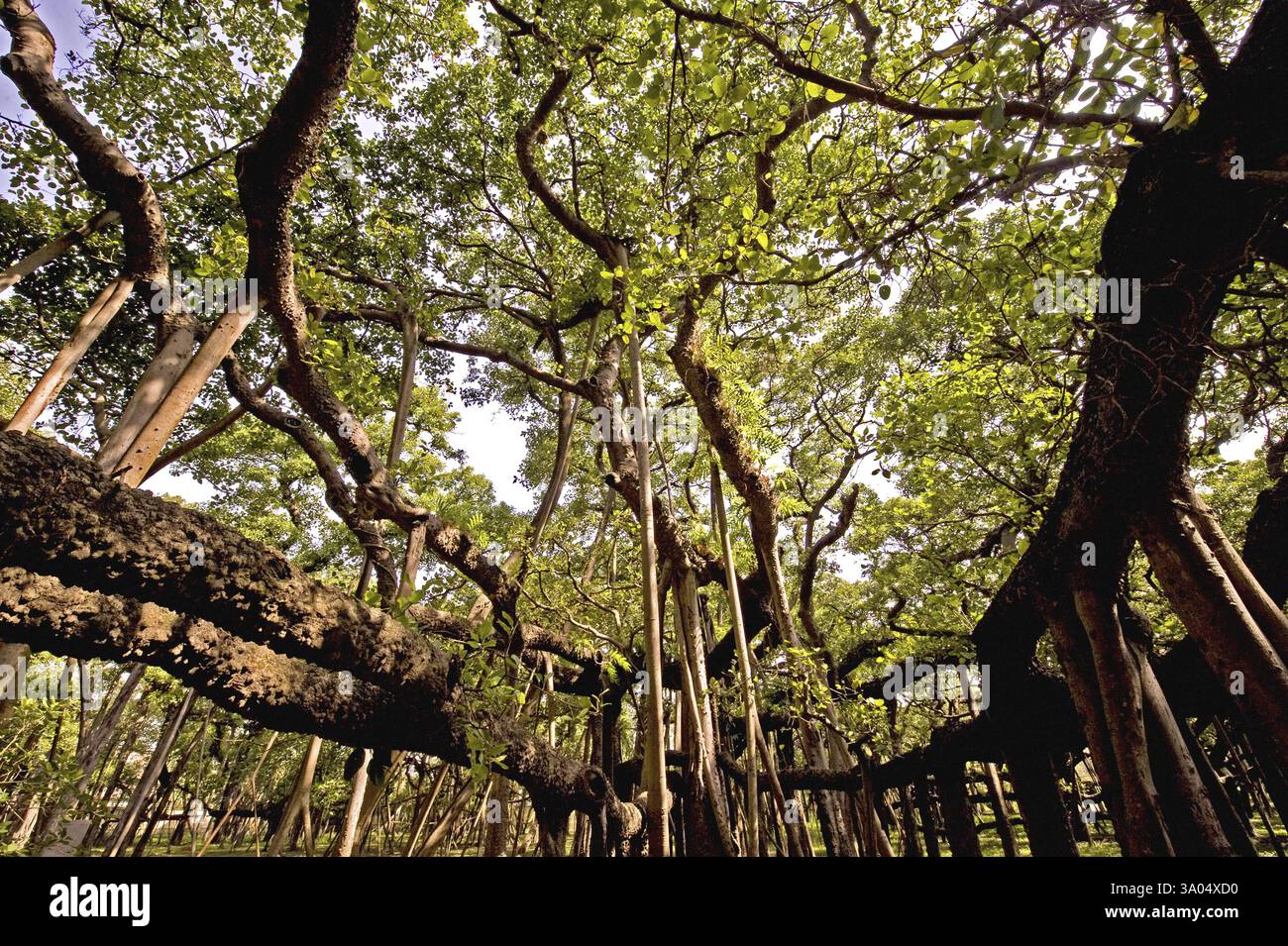 Old banyan ficus bengalensis tree at Botanical garden, Shibpur, Howrah ...